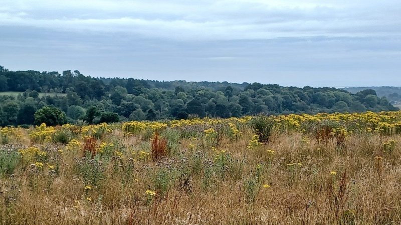 Ancala-backed Portsmouth Water set to “re-wild” 80 hectares as part of ...